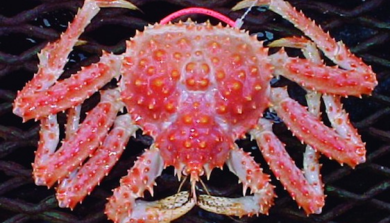 Comenzó una nueva campaña de centolla en el Sector Patagónico Sur - Mar y Pesca Noticias ...