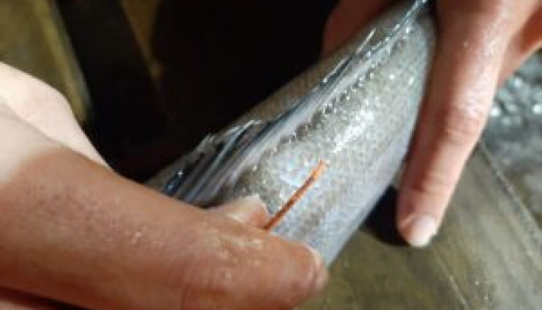 Se realizan avances para la certificación de la merluza negra - Mar y ...