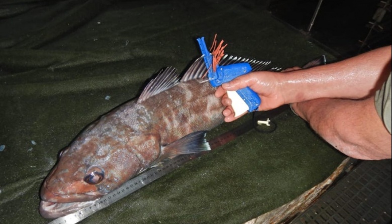 Buque palangrero de Argenova realizará campaña de merluza negra en el ...